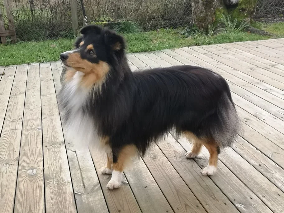 Microgården’s Knock On Wood — Norsk Shetland Sheepdog Klubb
