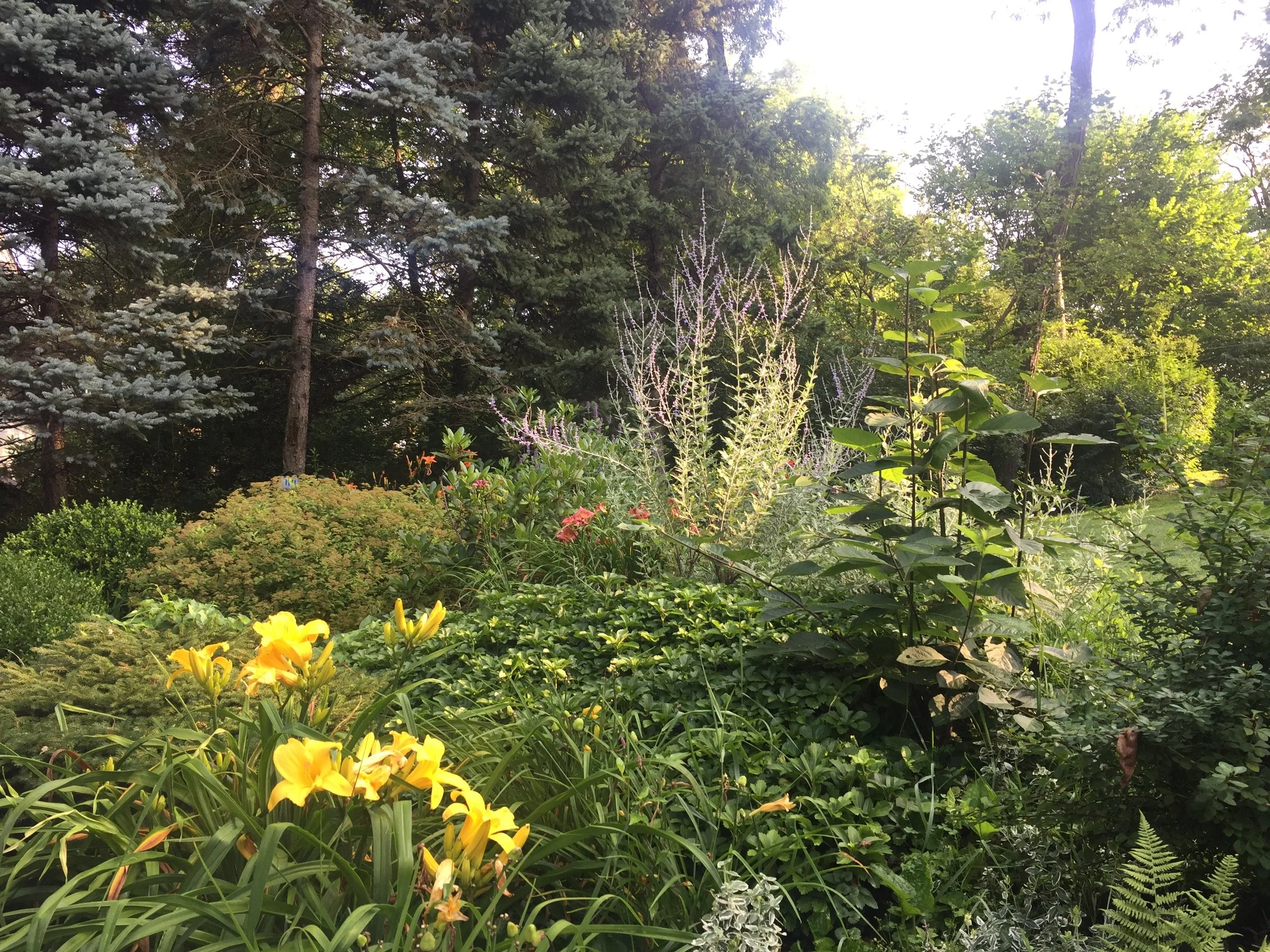 Forest Hills Forward — Forest Hills Community Alliance