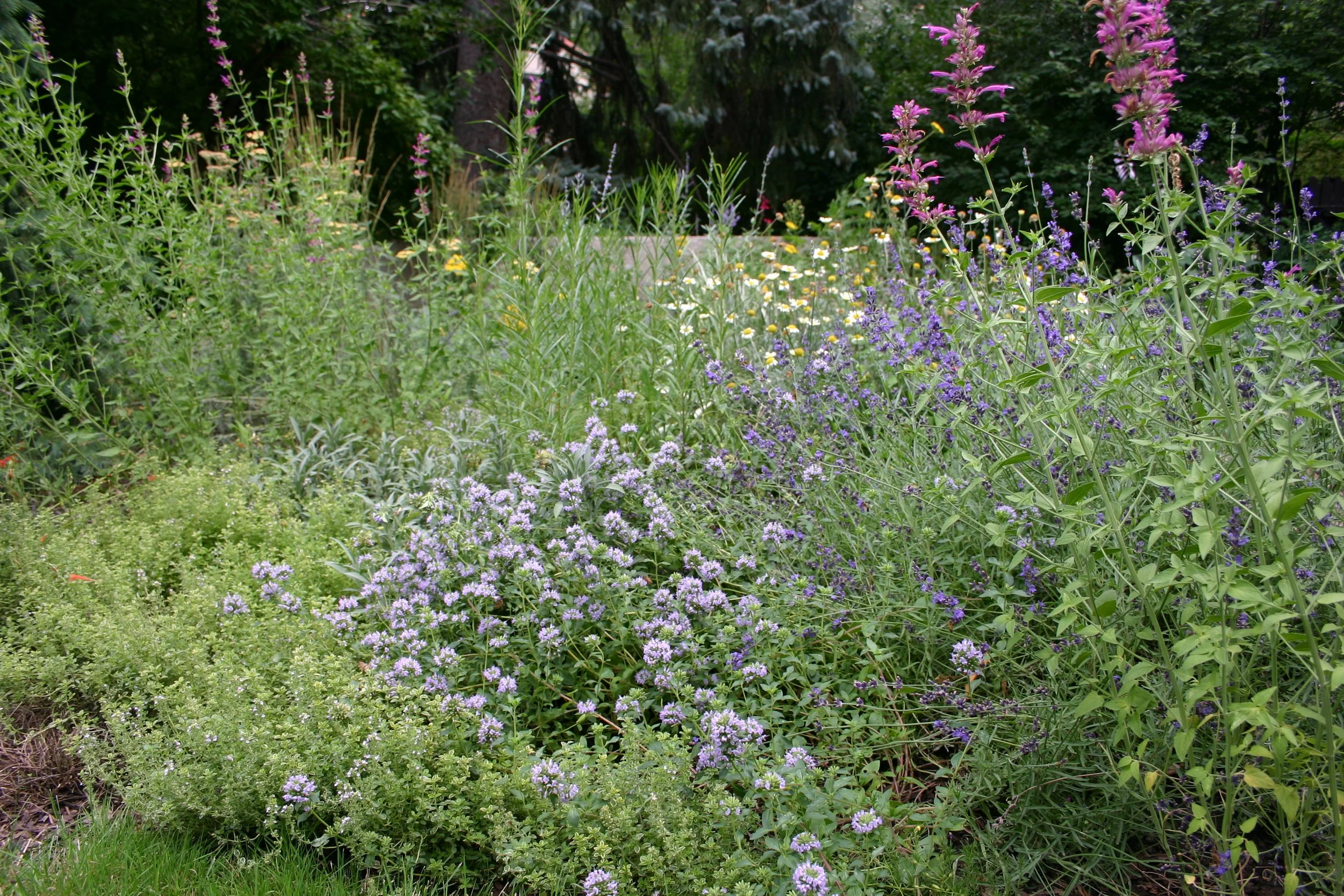 Pollinator Gardens | Honeywood Garden Design
