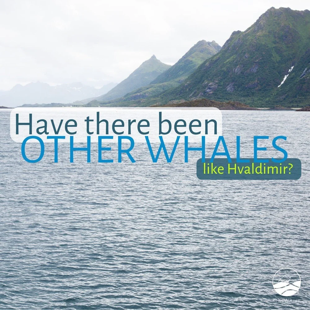 Meet Hvaldimir: The Beluga "Spy" Whale | OneWhale.org