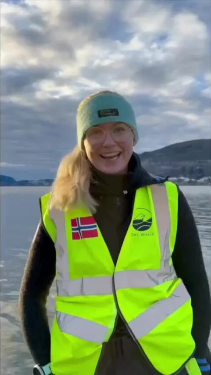 Meet Hvaldimir: The Beluga "Spy" Whale | OneWhale.org