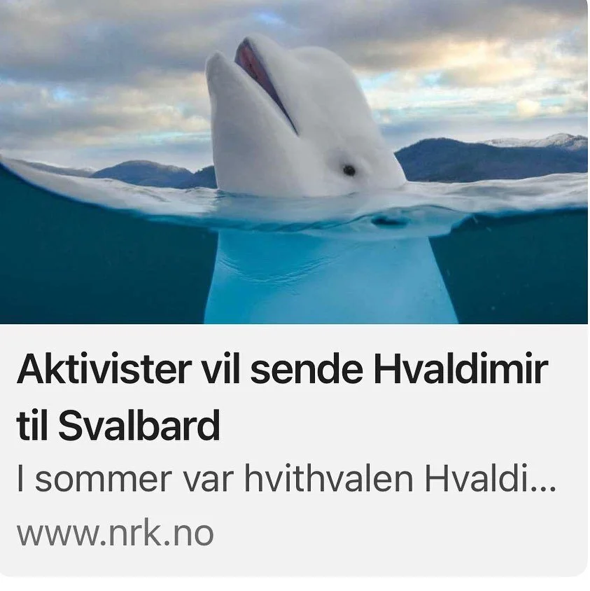 Meet Hvaldimir: The Beluga "Spy" Whale | OneWhale.org