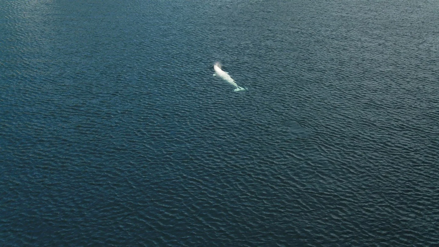 Meet Hvaldimir: The Beluga "Spy" Whale | OneWhale.org