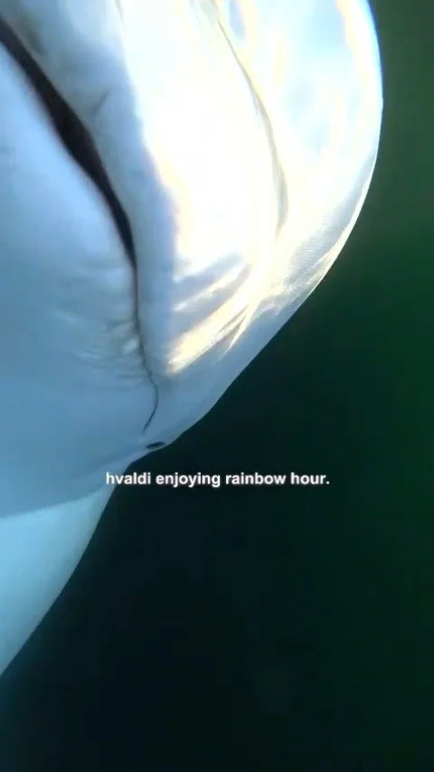 Meet Hvaldimir: The Beluga "Spy" Whale | OneWhale.org