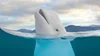 Meet Hvaldimir: The Beluga "Spy" Whale | OneWhale.org