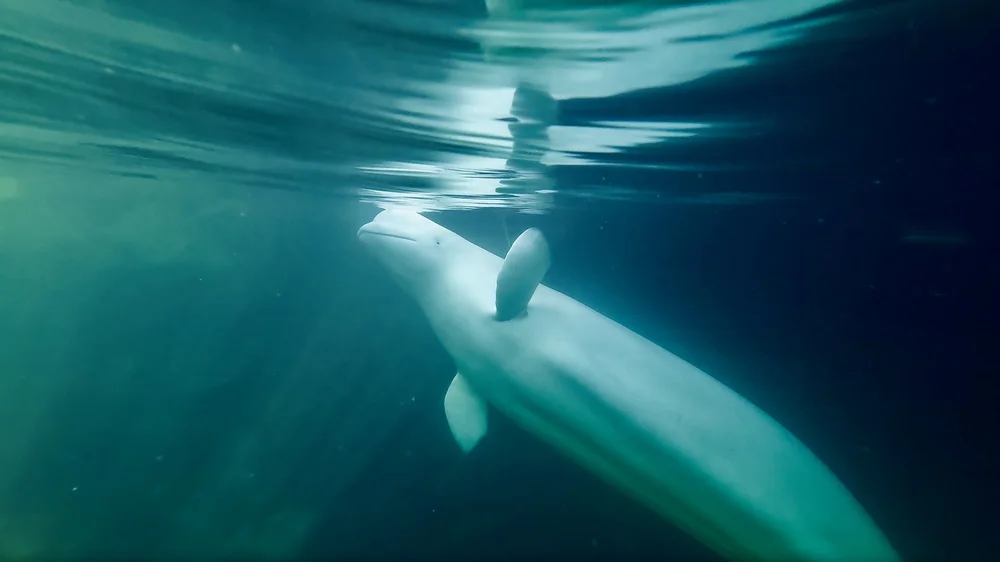 Meet Hvaldimir: The Beluga "Spy" Whale | OneWhale.org