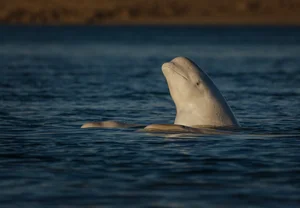 Meet Hvaldimir: The Beluga "Spy" Whale | OneWhale.org