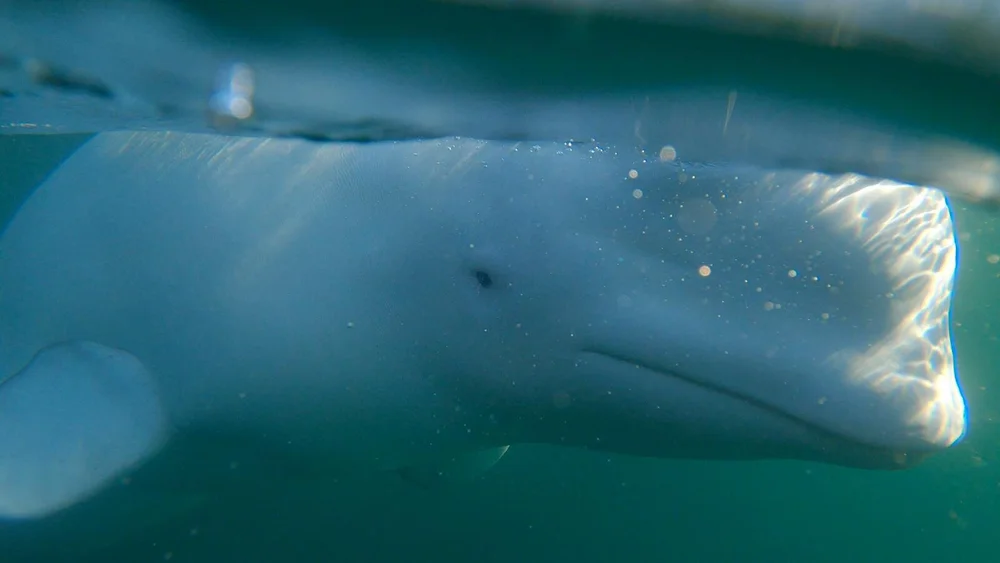 OneWhale. One Ocean. One Future. | Meet Hvaldimir
