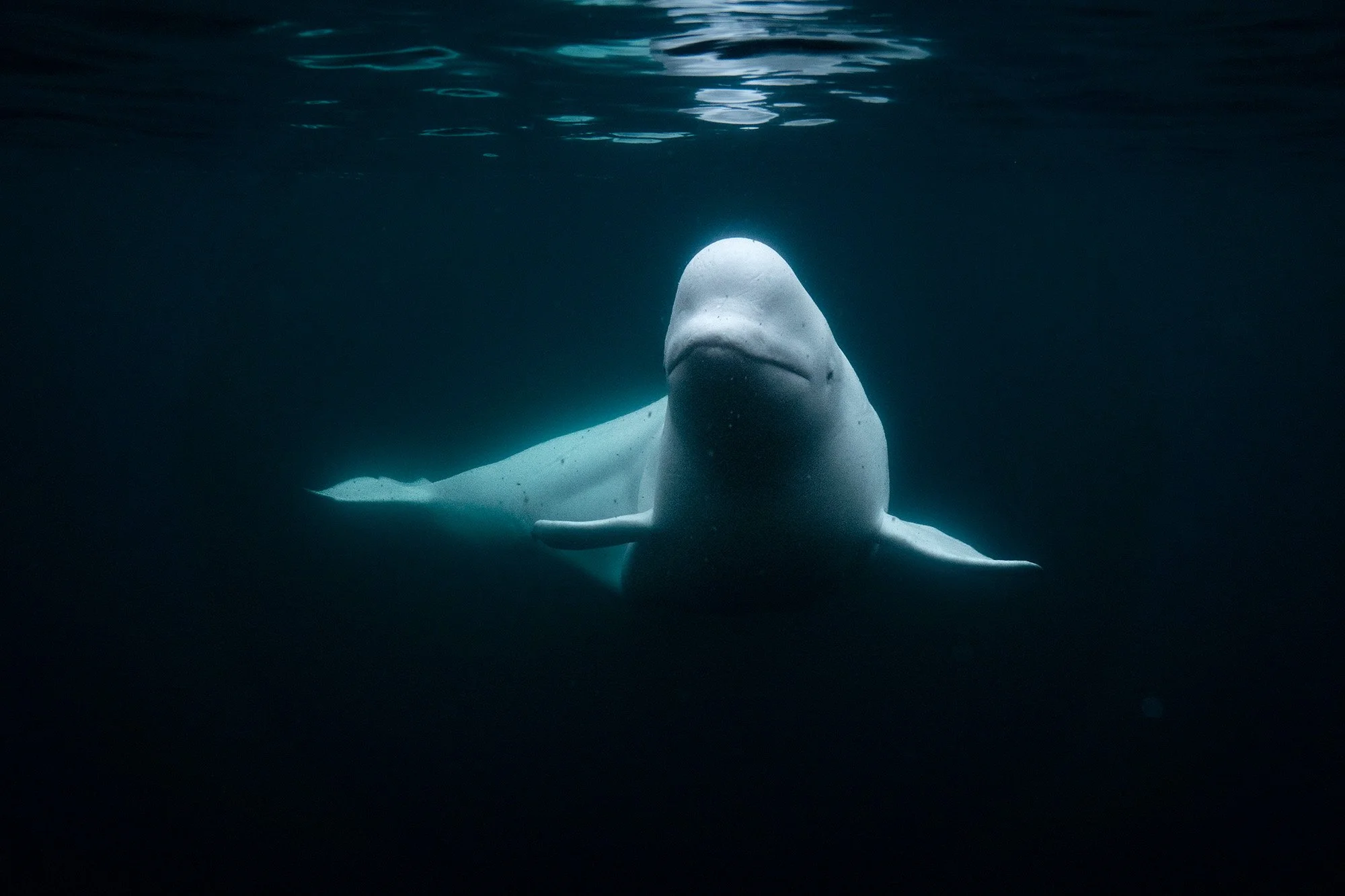 OneWhale. One Ocean. One Future. | Meet Hvaldimir