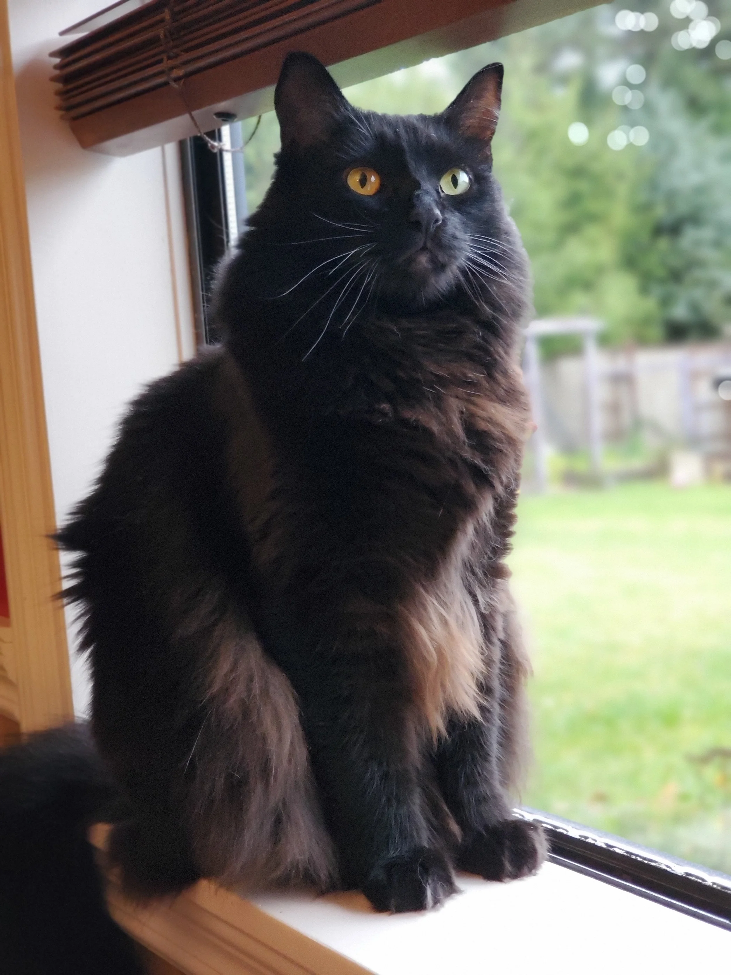 My Grandfather's Cat