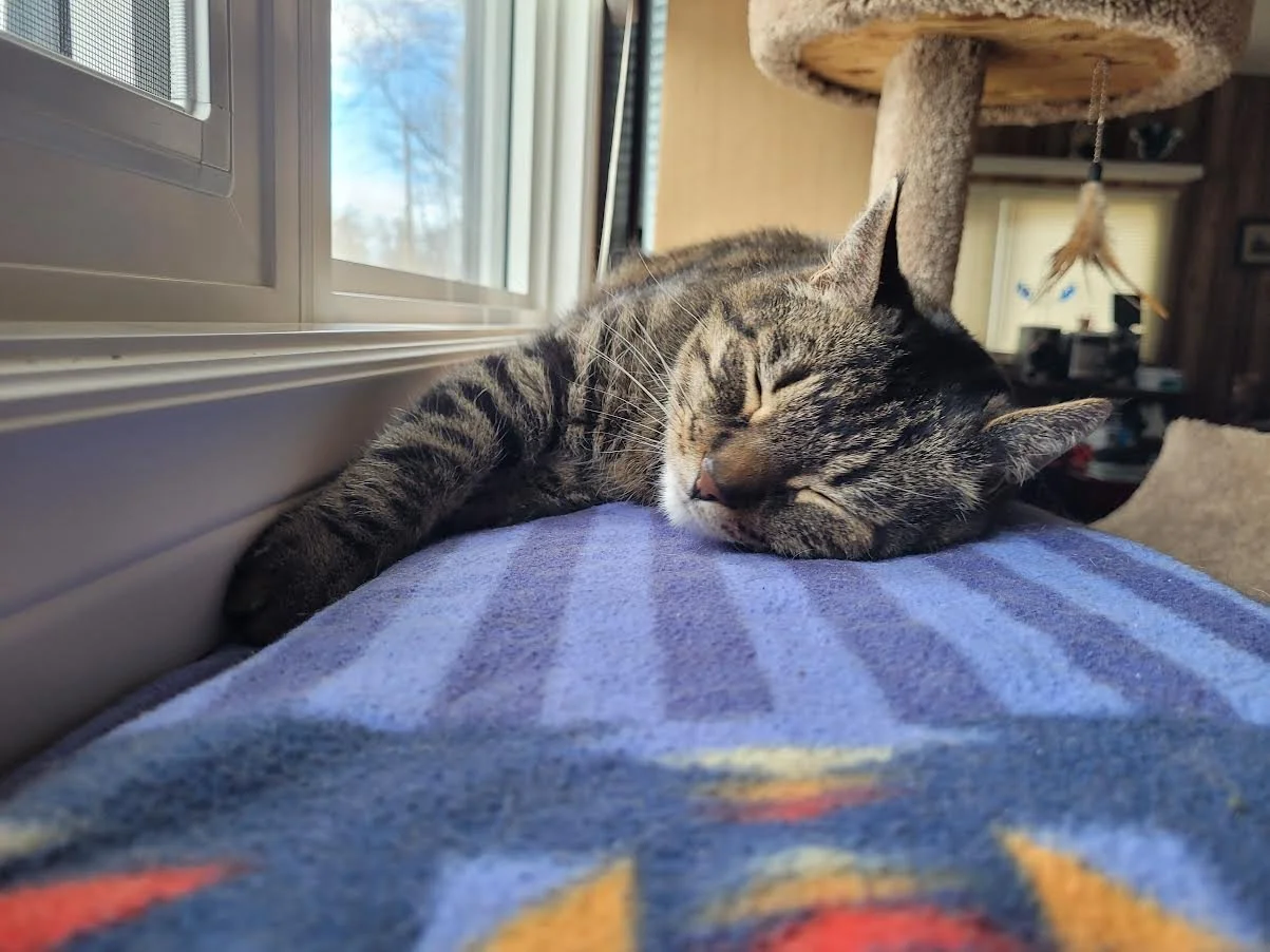 Milo Junior — My Grandfather's Cat