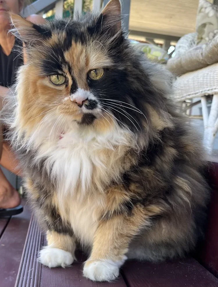 how to look out for your senior cat — My Grandfather's Cat