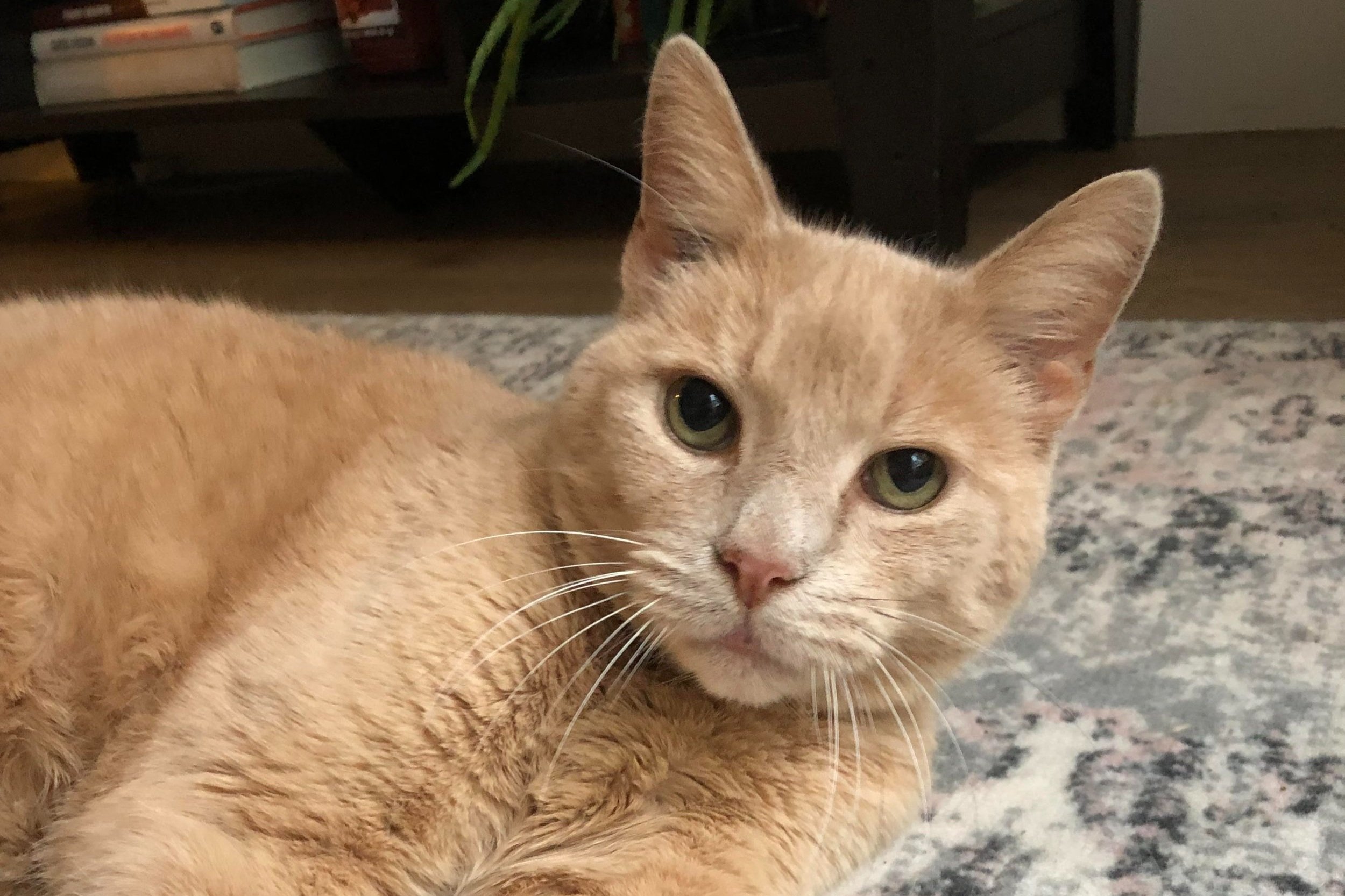 Success Stories — My Grandfather's Cat
