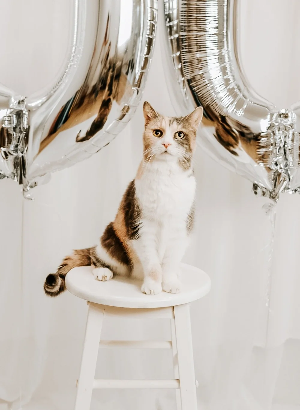 our team — My Grandfather's Cat