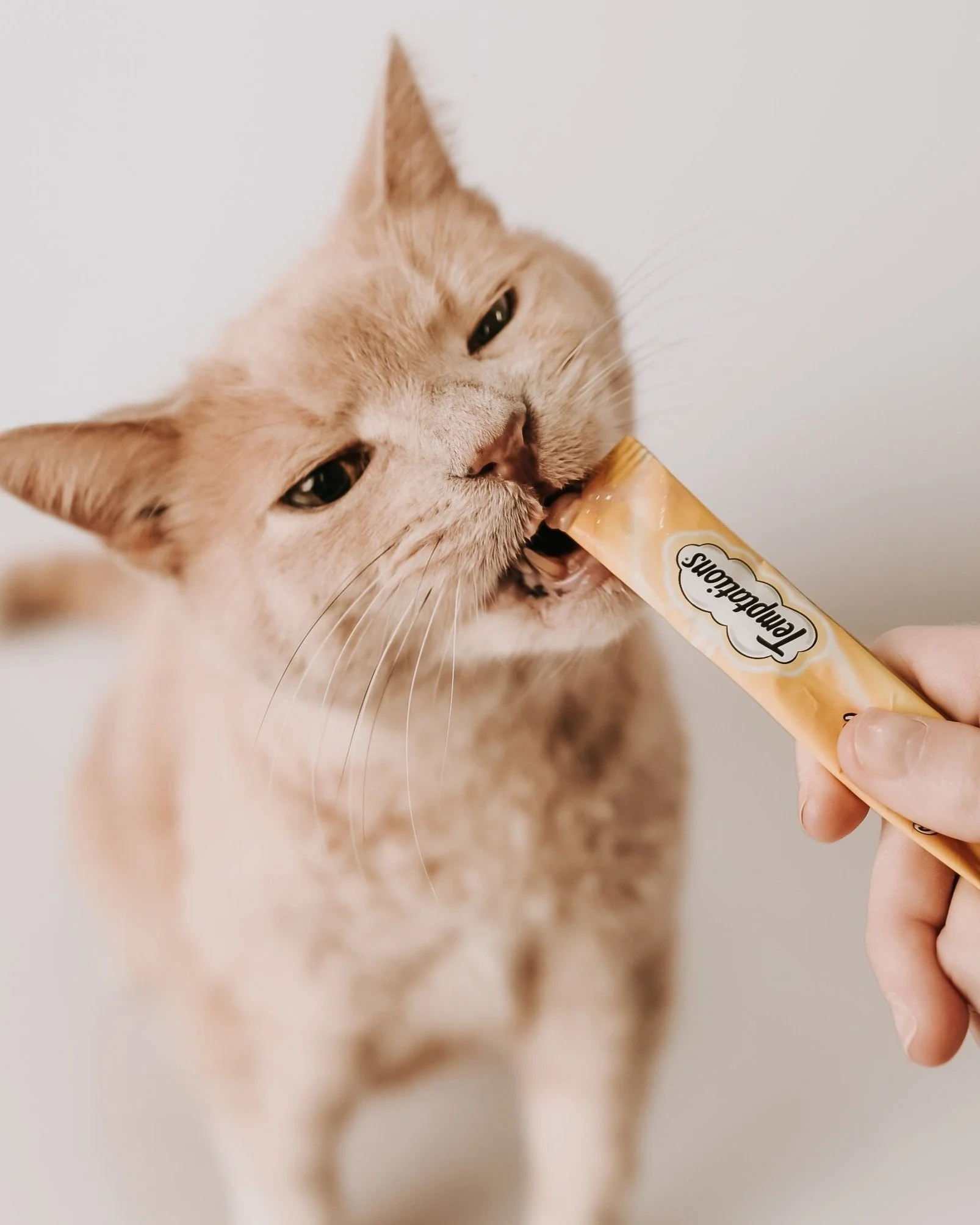 pet pantry — My Grandfather's Cat