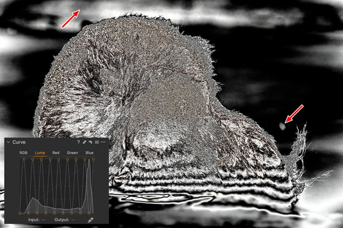 Visualize Spots: Reveal Dust Spots in Capture one Pro — Samir Zarrouk ...