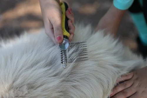 Grooming Tools