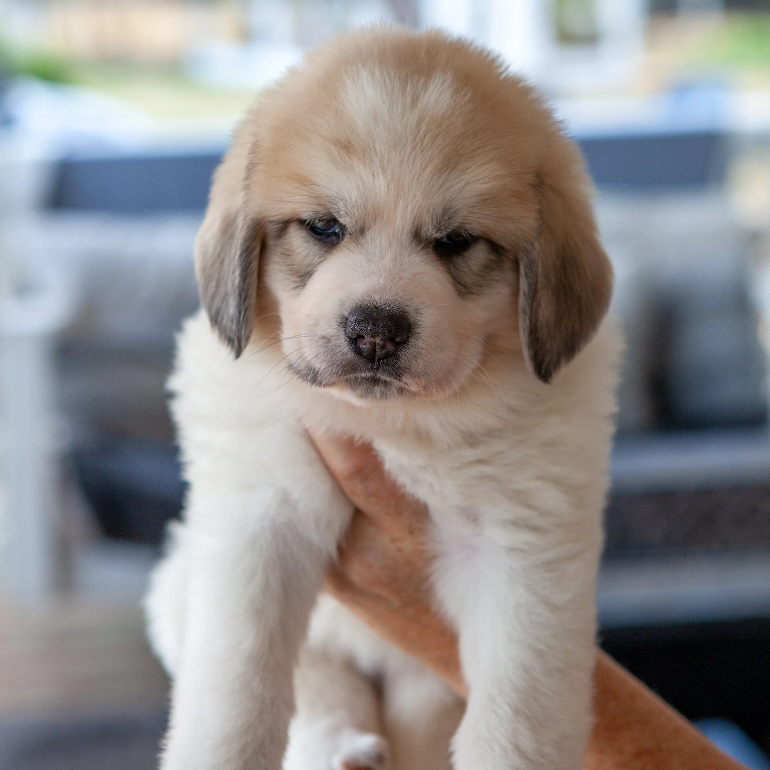 Can Great Pyrenees Be Black
