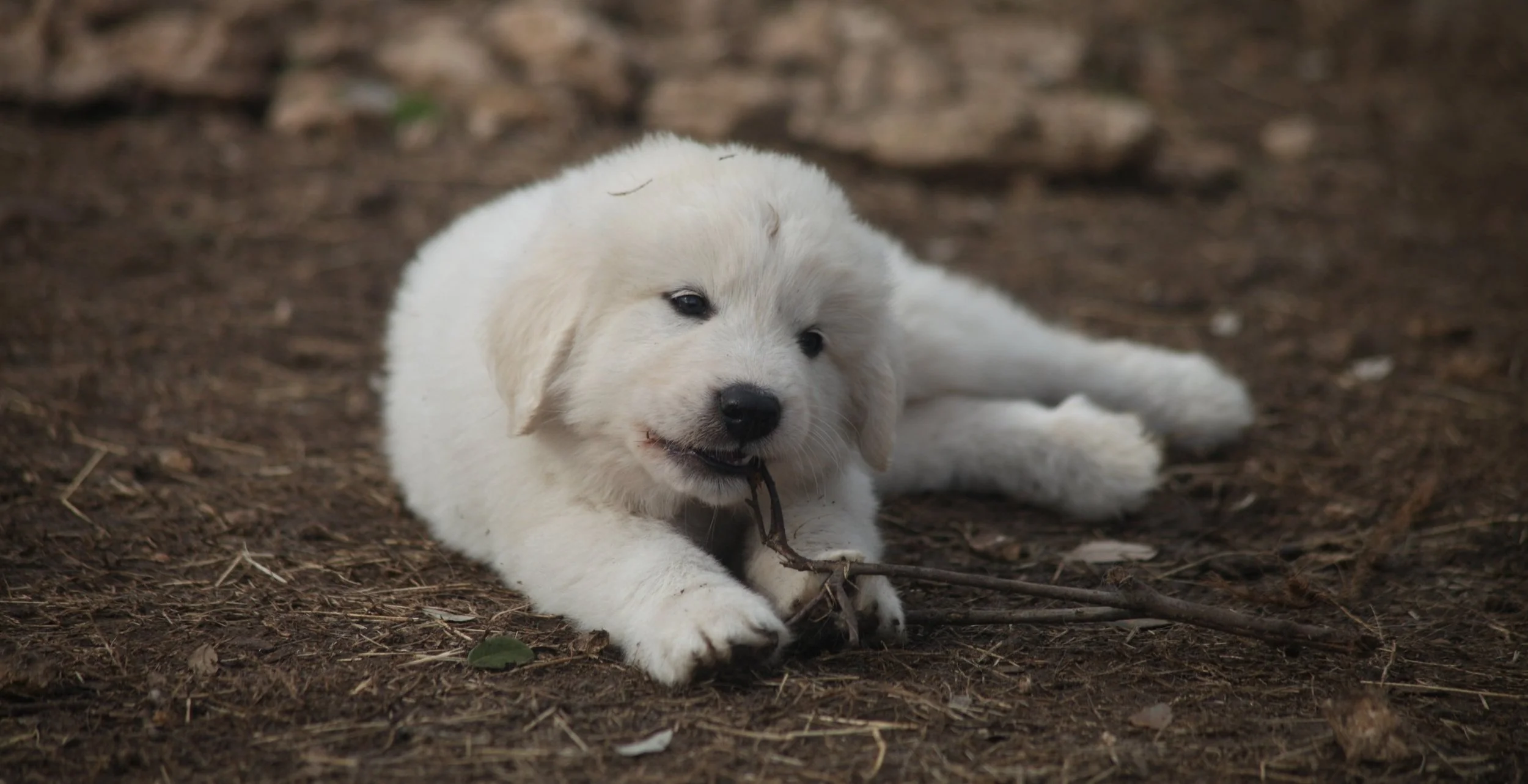 Do Great Pyrenees Jump Fences