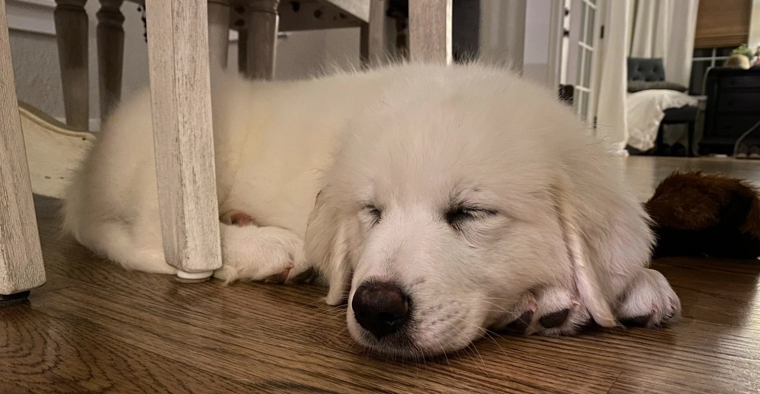 Are Great Pyrenees Puppies Lazy