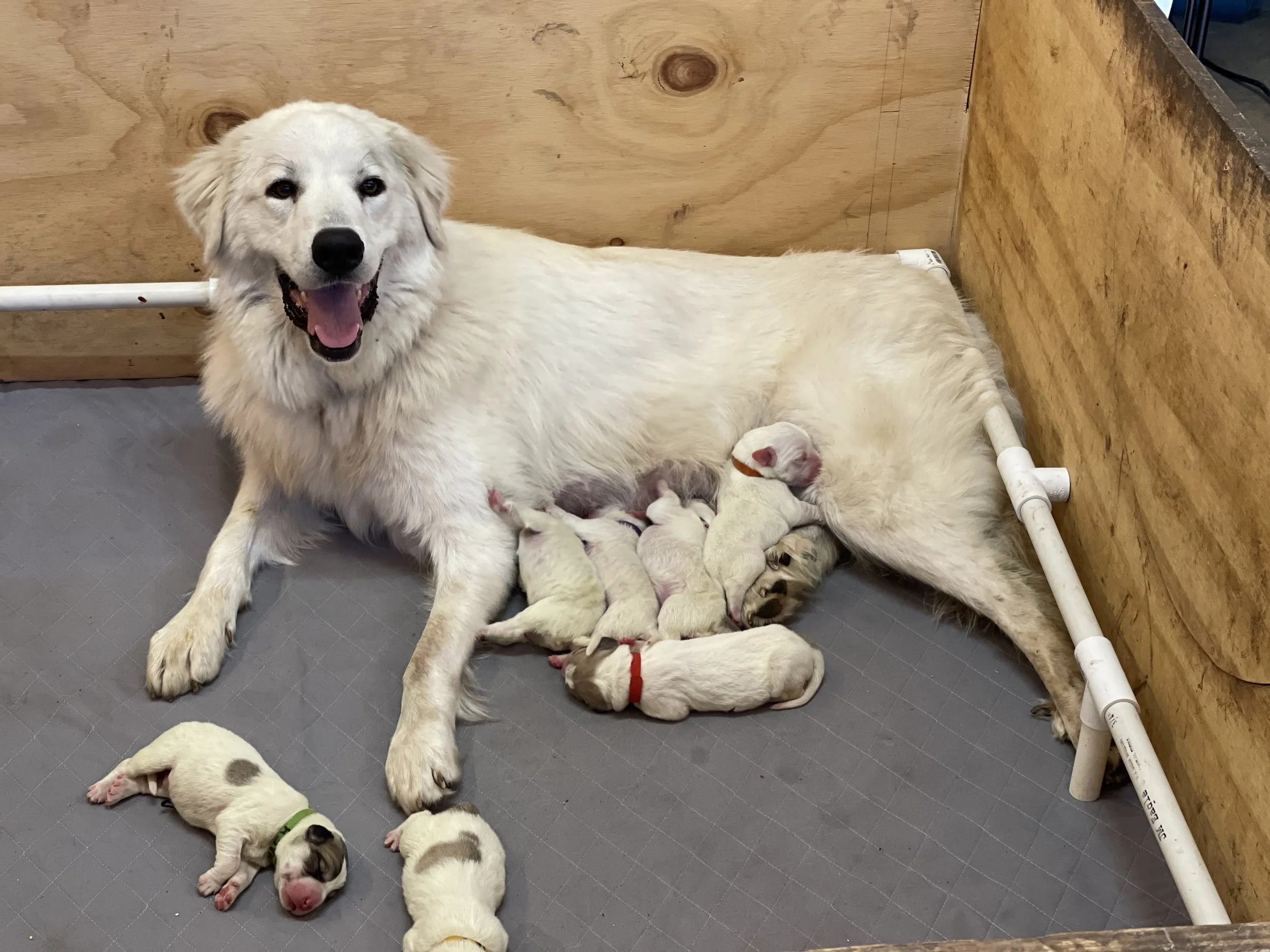 At What Age Does A Great Pyrenees Go Into Heat