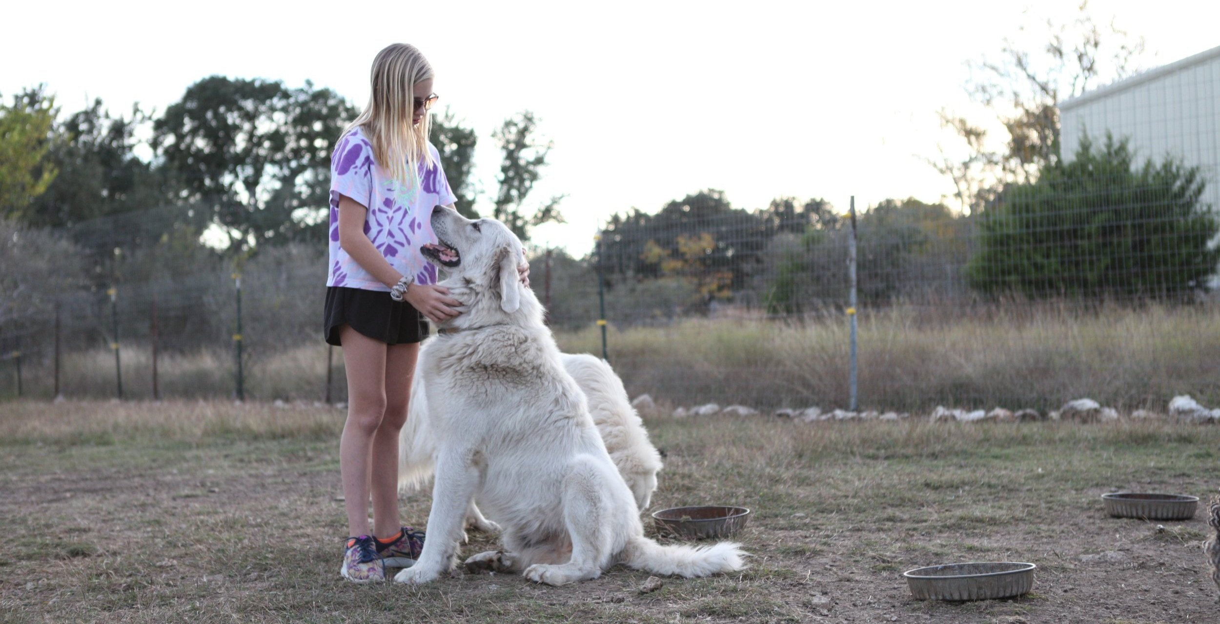 Do Great Pyrenees Jump Fences