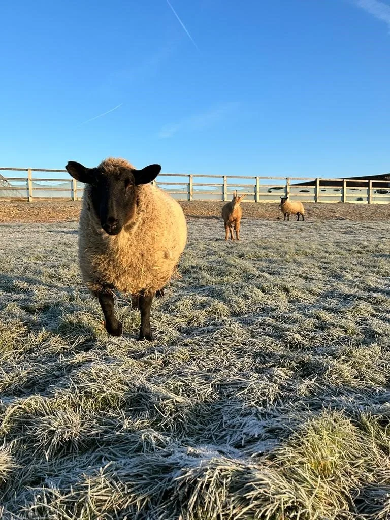 Stable Futures — Amegreen Children's Services