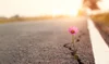 Dr. Diane Benfield, DSW, LCSW Psychotherapy in Florida, North Carolina ...