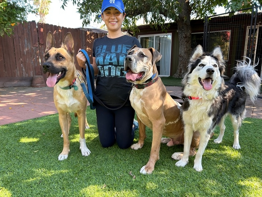 Adoptable Dogs — Blue Man Dog