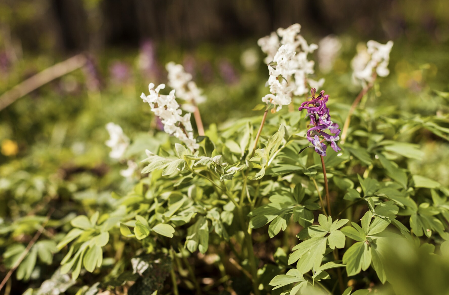 Bioswale Habitat Trail Restoration — REAP Climate Center