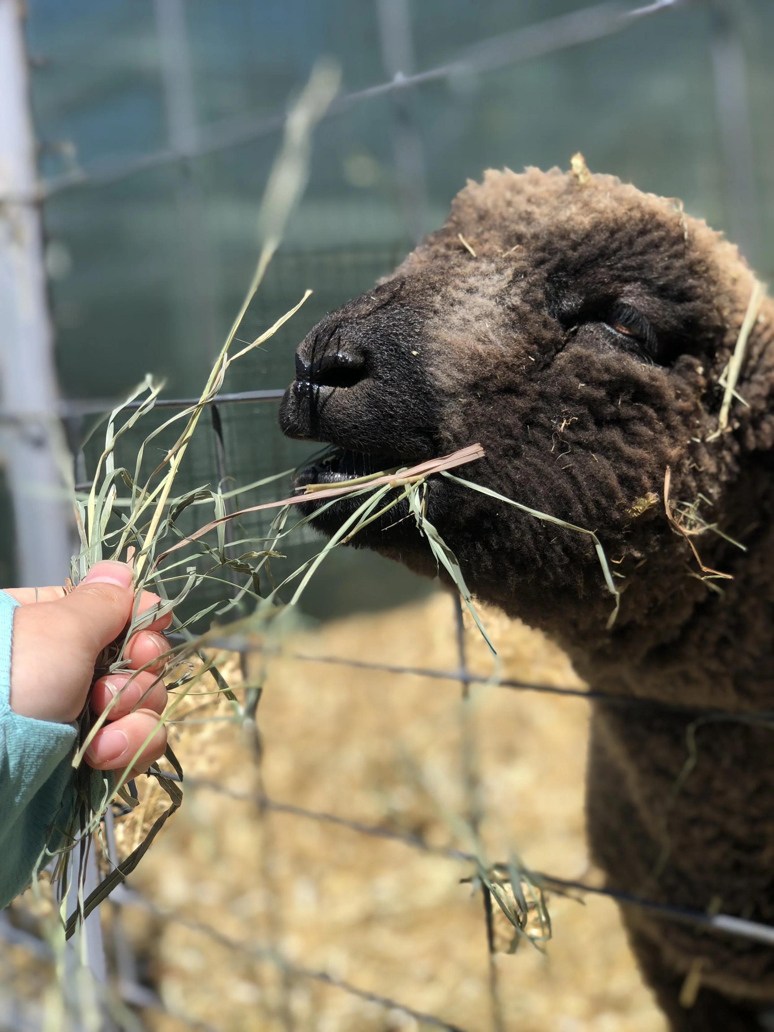 Regenerative Animal Agriculture — REAP Climate Center