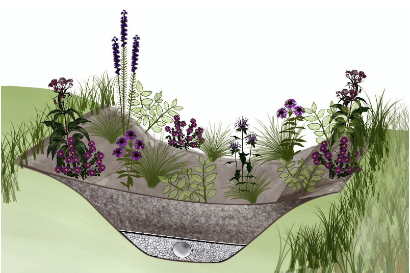 Bioswale Habitat Trail Restoration — REAP Climate Center