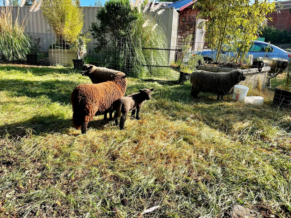 REAP Climate Center | Regenerative Science Education