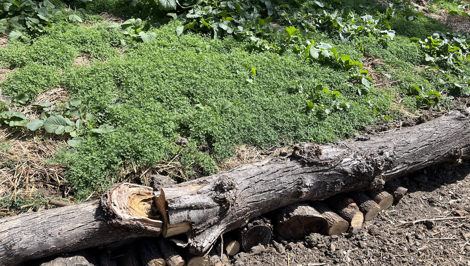 Why Soil, Why Now, Why REAP — REAP Climate Center