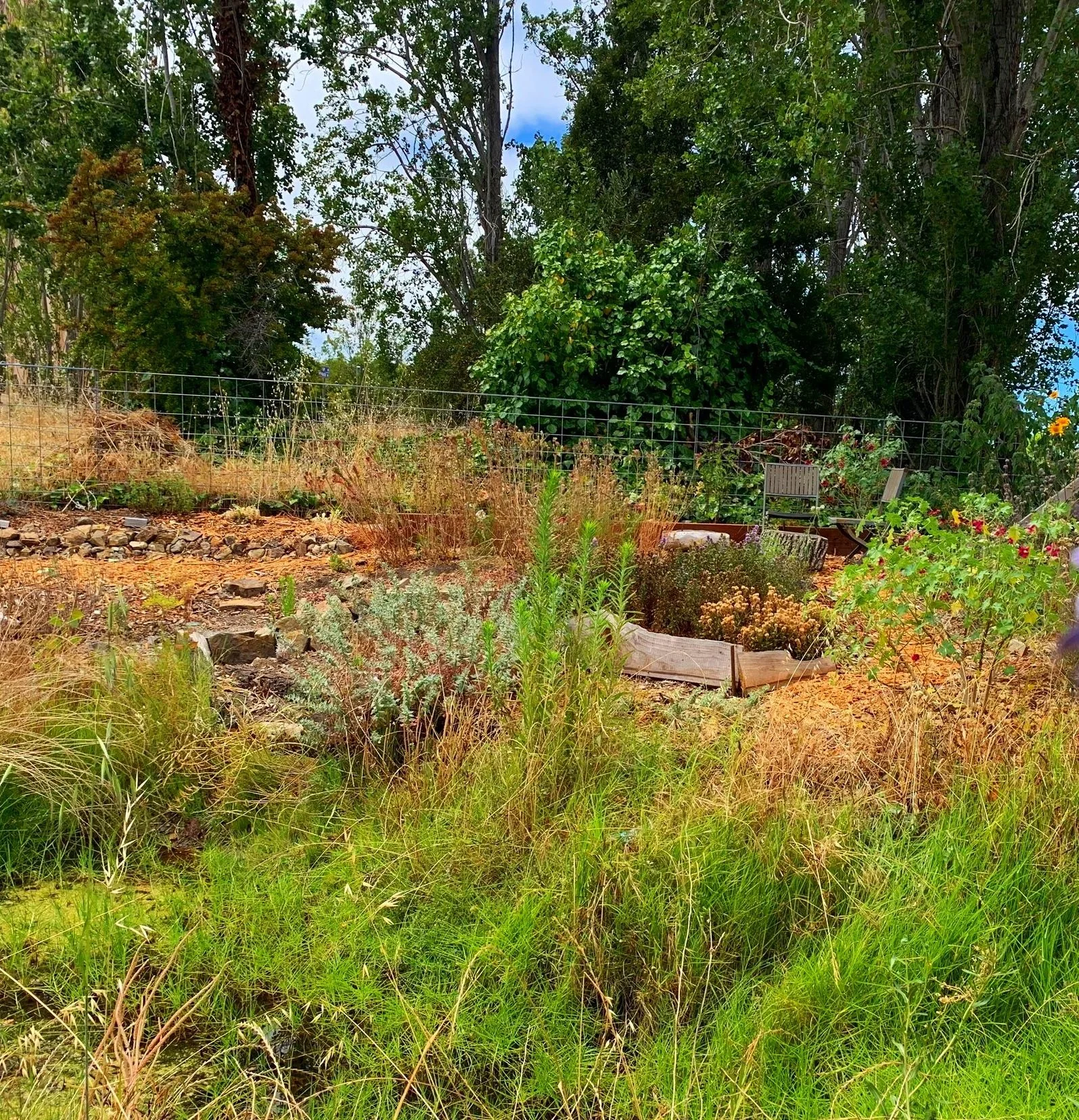 Beehives and Pollinator Garden — REAP Climate Center