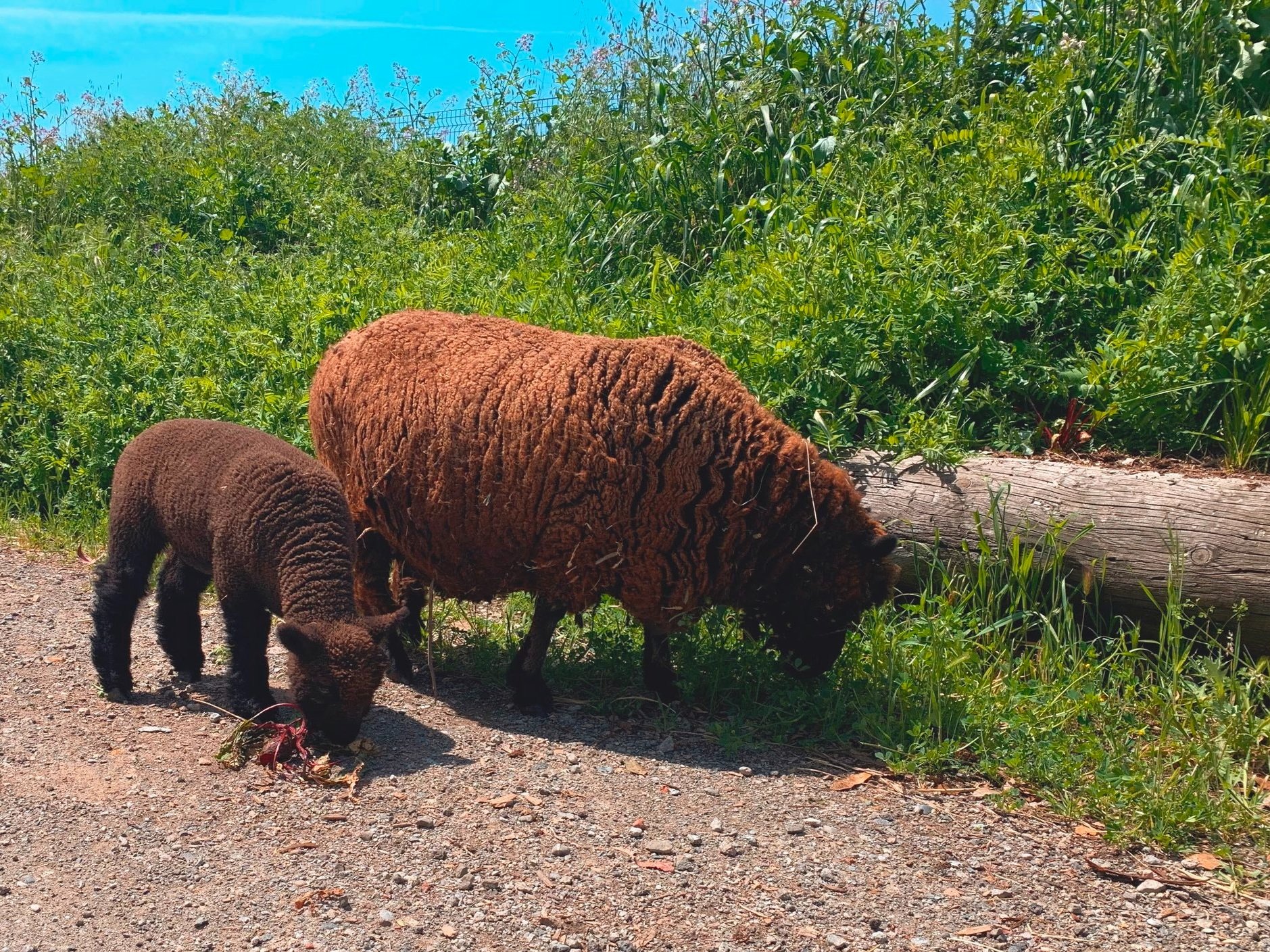 Regenerative Animal Agriculture — REAP Climate Center