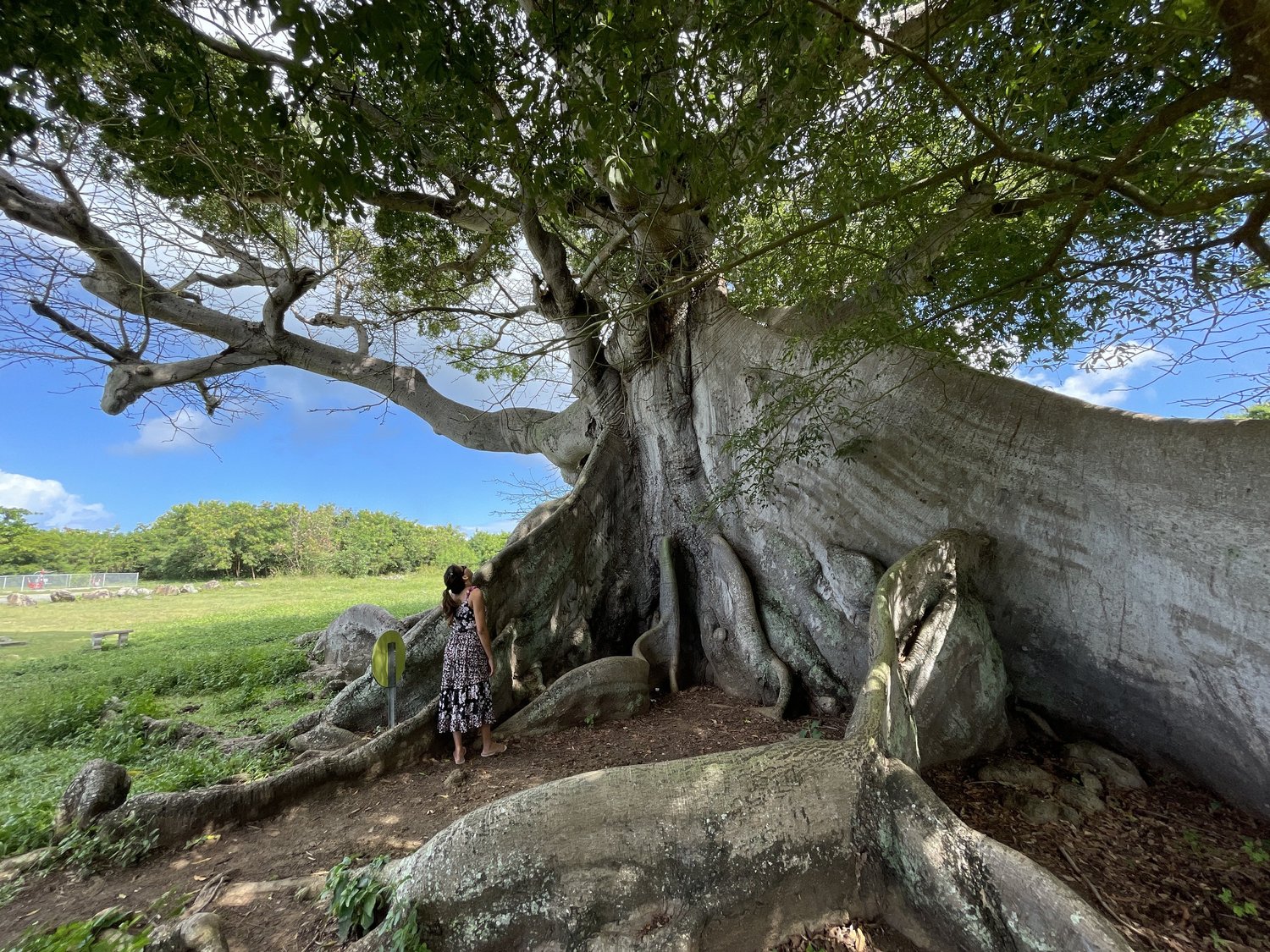 The Ultimate Vieques Travel Guide | Brik's Travel Guides | Puerto Rico ...