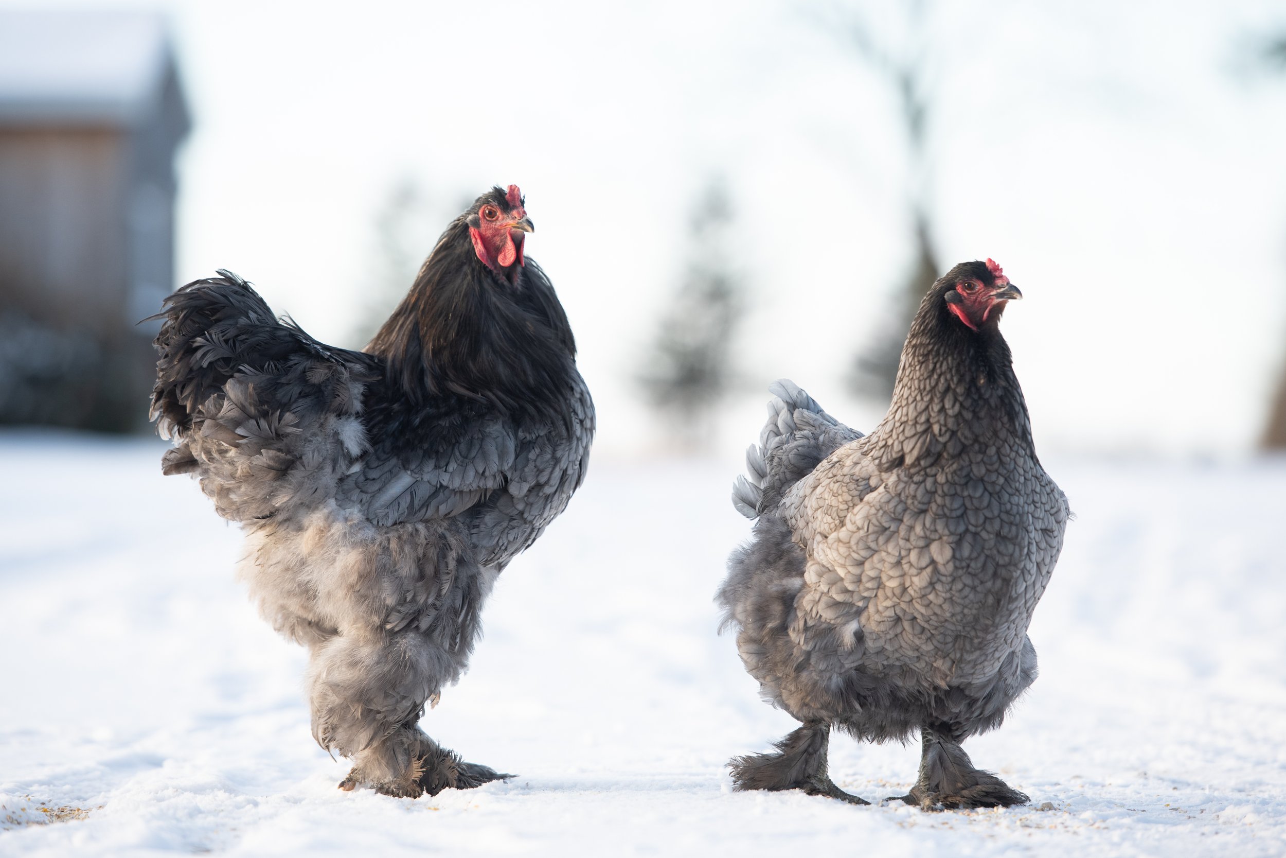 Standard Brahma — Fox Lane Wyandottes & Brahmas