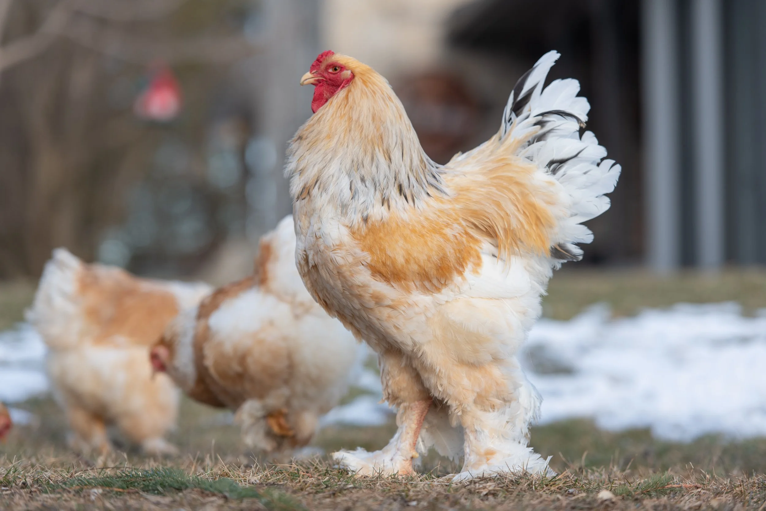 Standard Brahma — Fox Lane Wyandottes & Brahmas