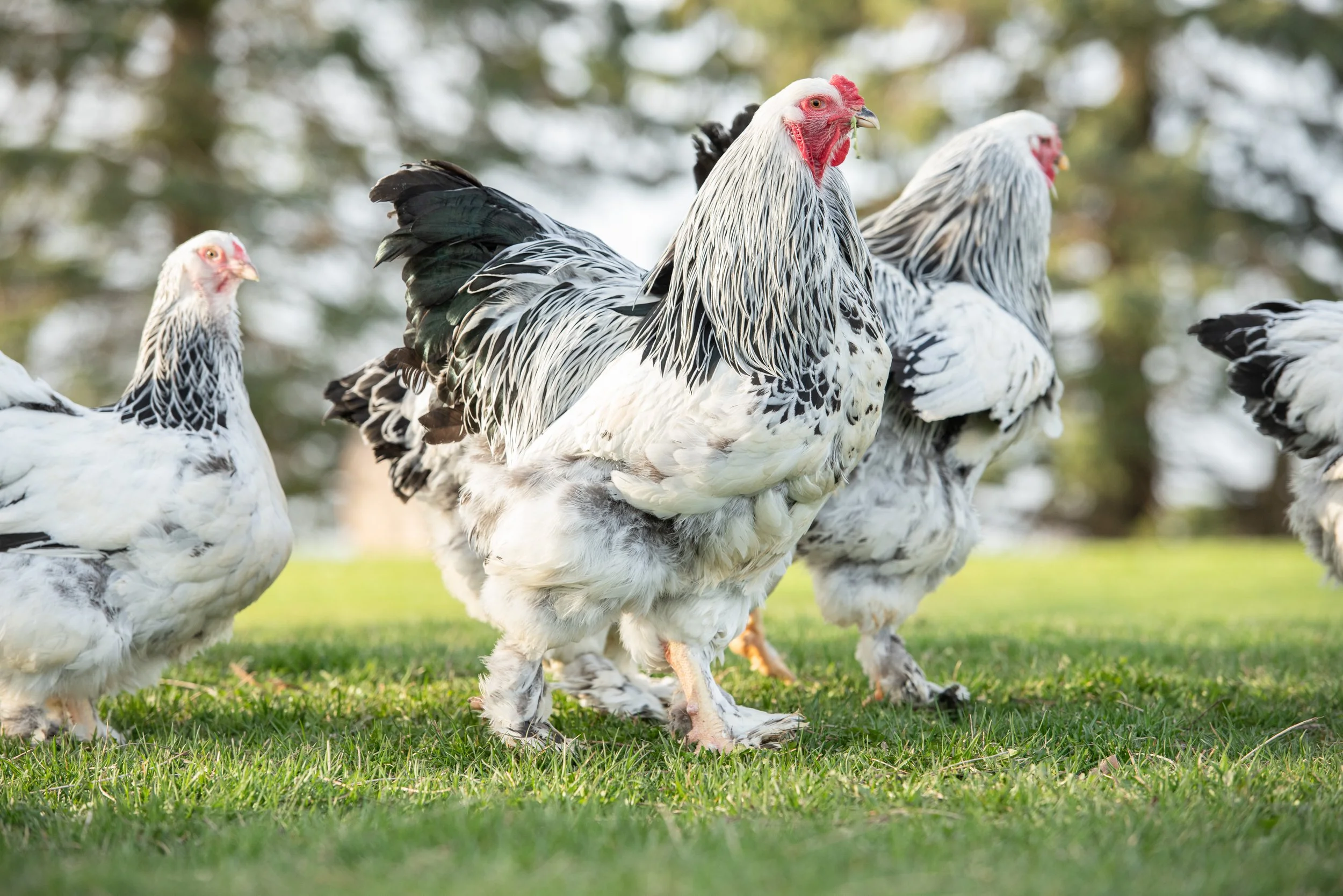Fox Lane Wyandottes & Brahmas