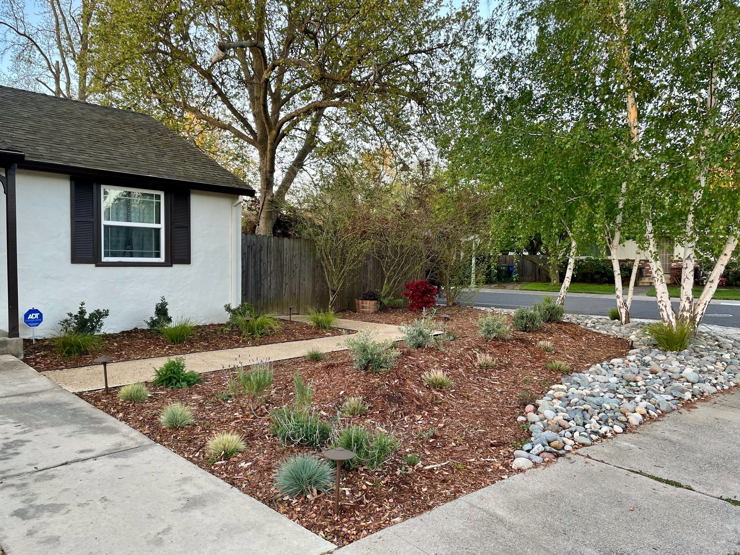 Land Park lawn conversion — Genesis Landscapes Sacramento