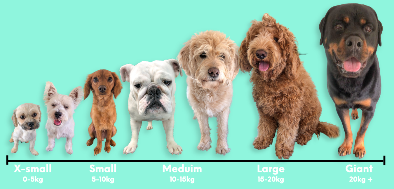 Services — Clean Paws