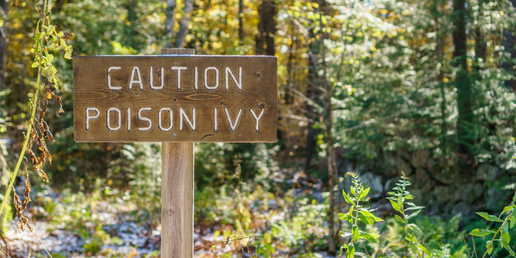 How to Identify Poison Ivy: A Comprehensive Guide — Greenways Foundation