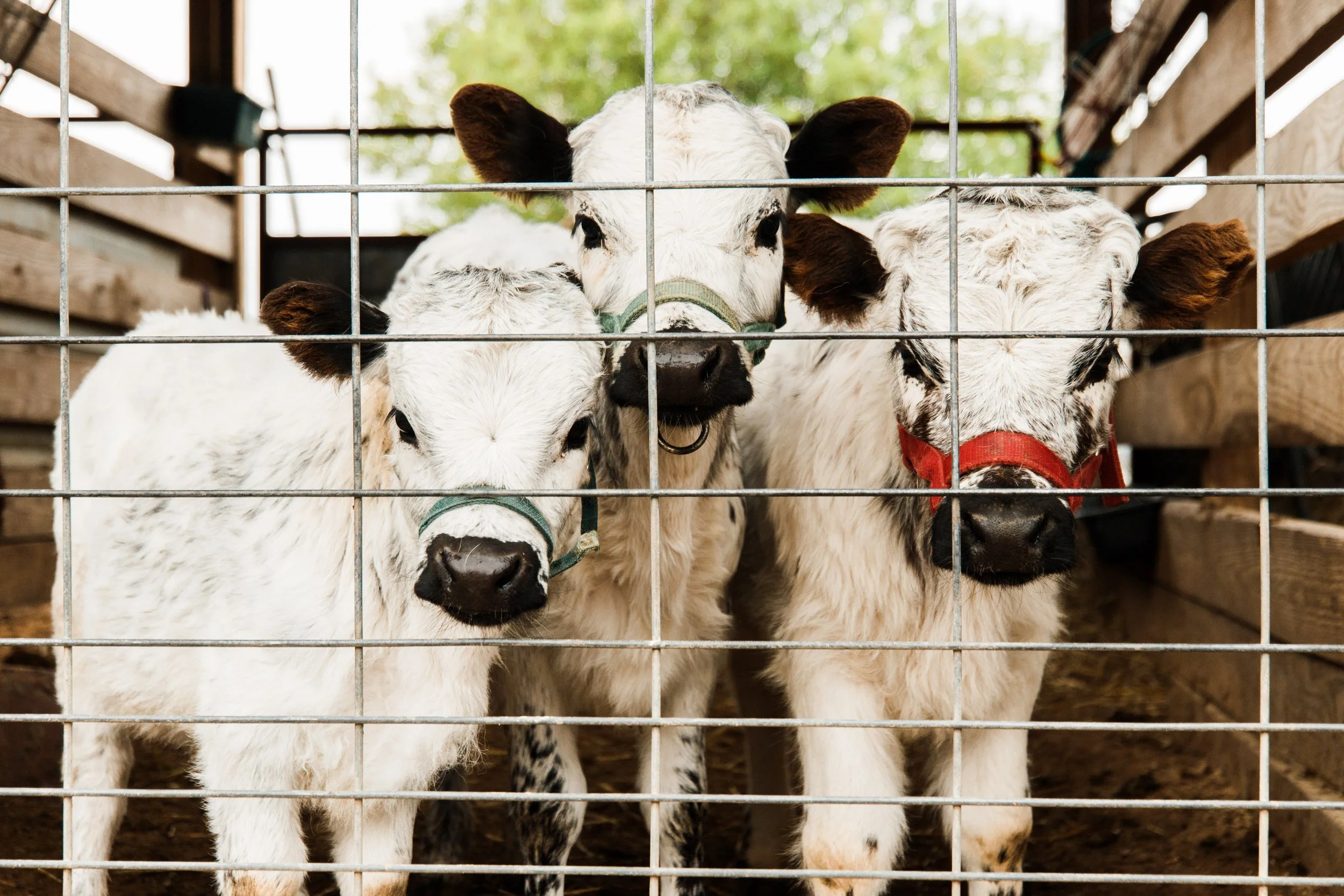 Little Red Barn Mobile Petting Farm Atlanta's Best Petting Farm
