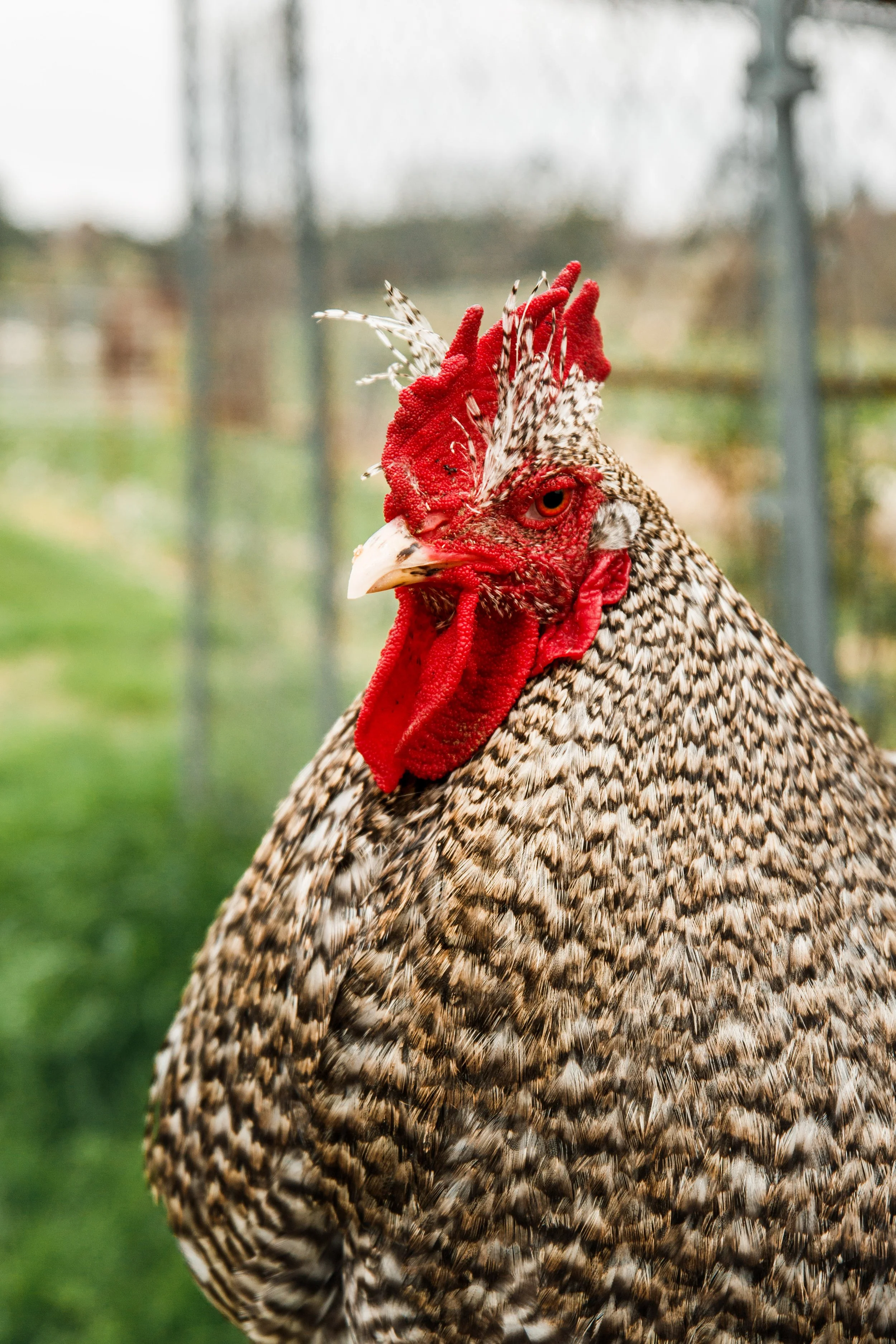 Little Red Barn Mobile Petting Farm Atlanta's Best Petting Farm