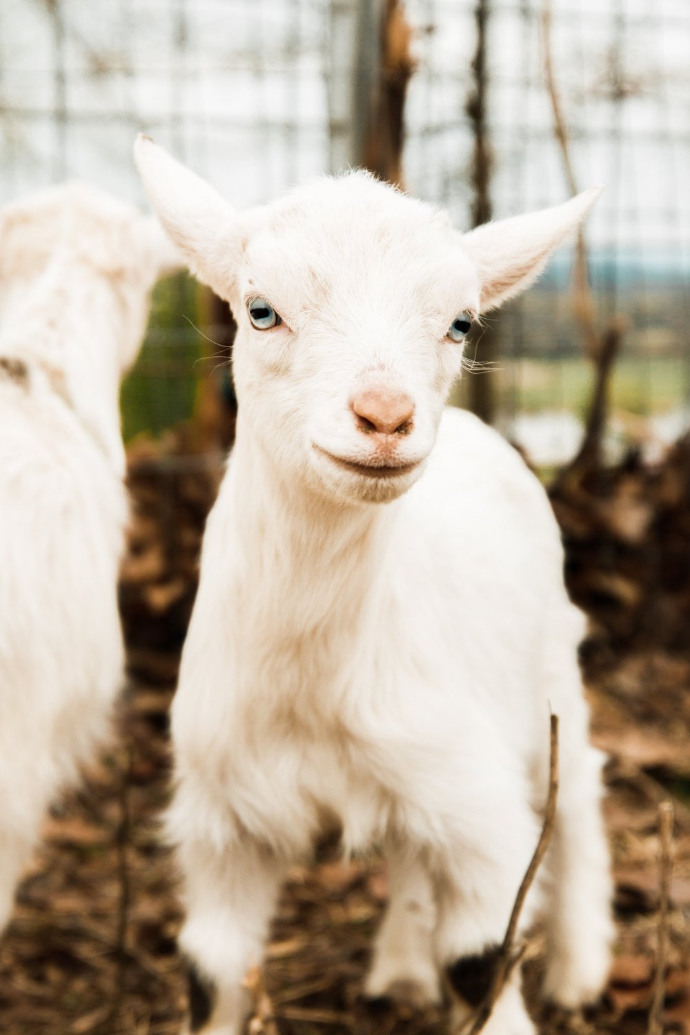 Little Red Barn Mobile Petting Farm Atlanta's Best Petting Farm