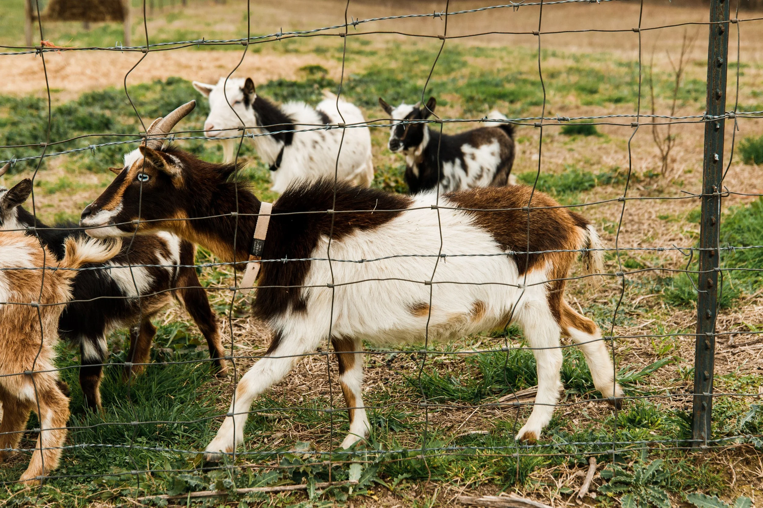Little Red Barn Mobile Petting Farm Atlanta's Best Petting Farm