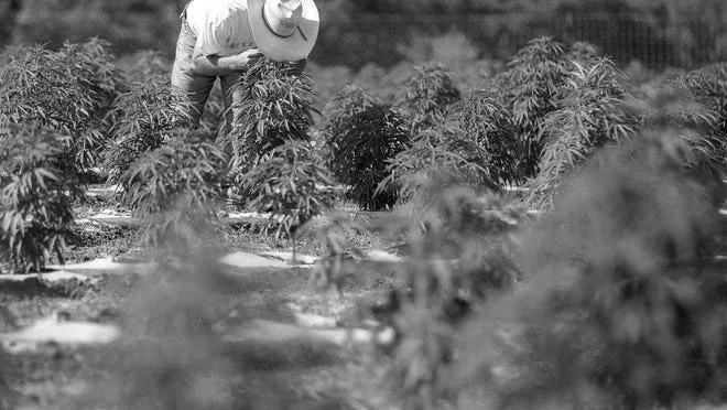 Texas Hemp Coalition | Advocacy Group for Texas Hemp Industry