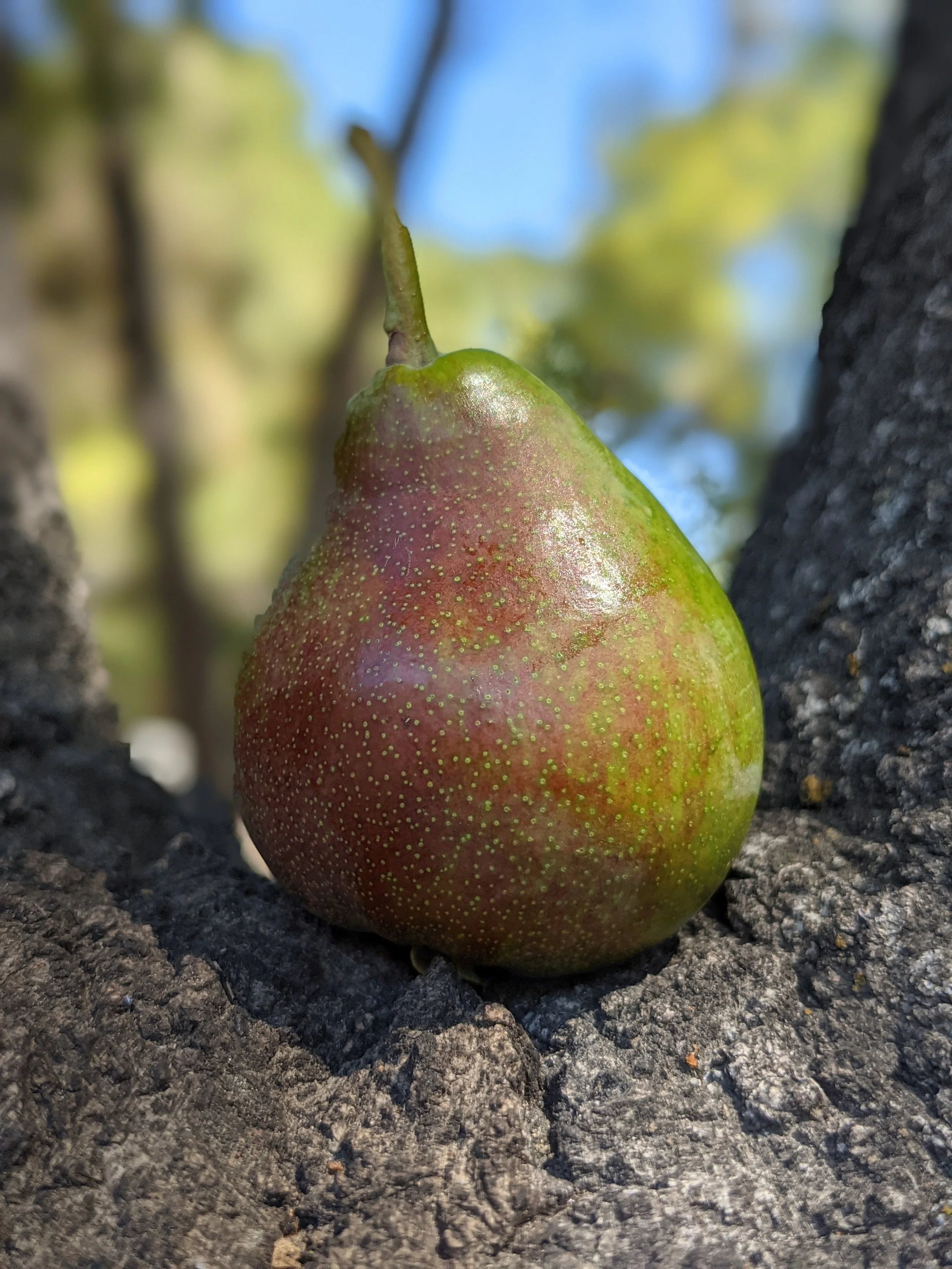 Robin Sinclair — en*gendered