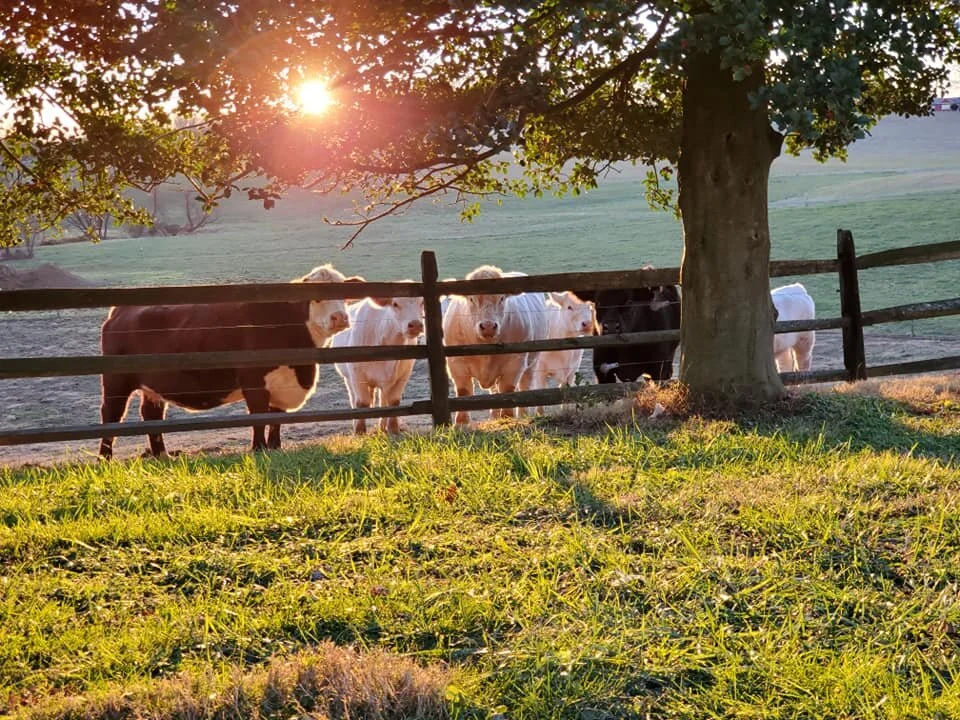 About — Highview Farms